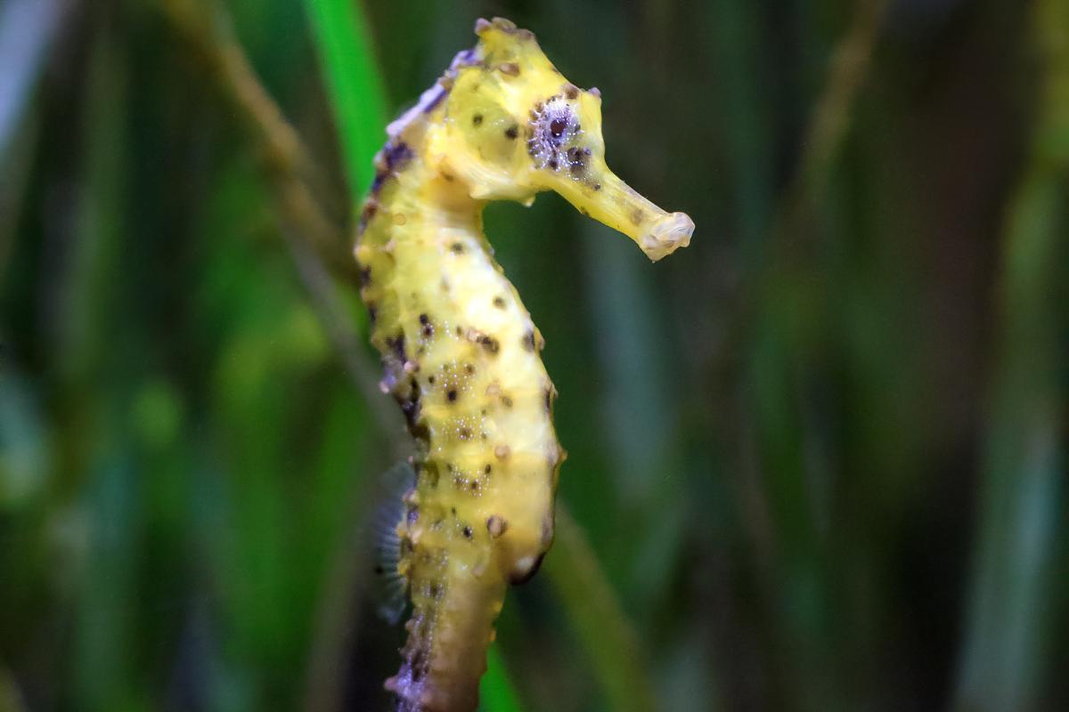 TOUS les TYPES d'HIPPOCAMPES avec PHOTOS