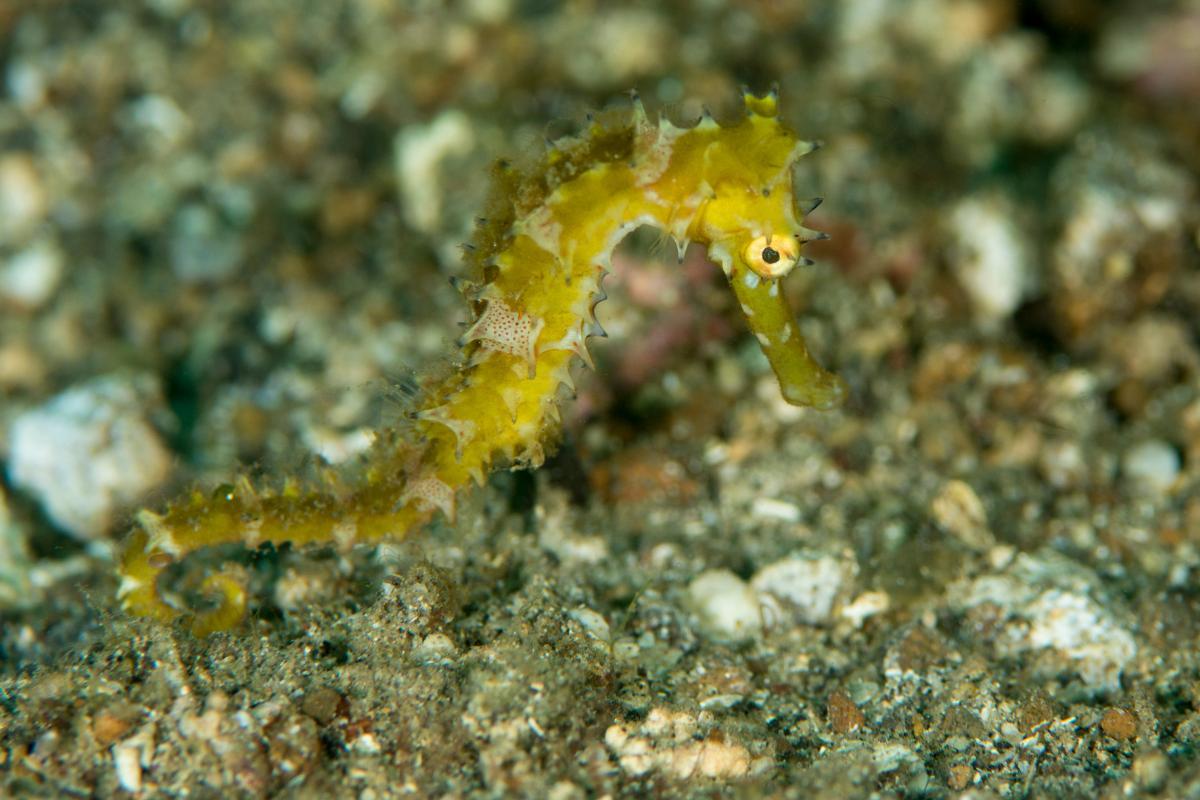 TOUS les TYPES d'HIPPOCAMPES avec PHOTOS