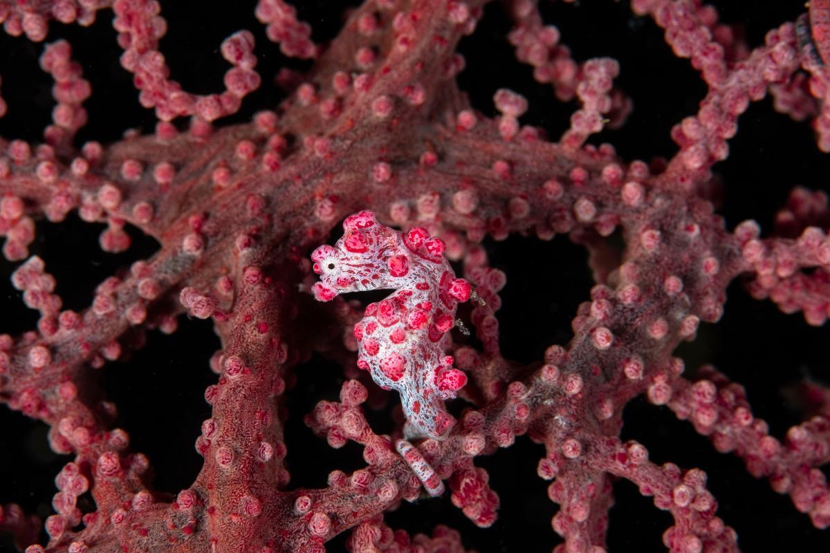 TOUS les TYPES d'HIPPOCAMPES avec PHOTOS