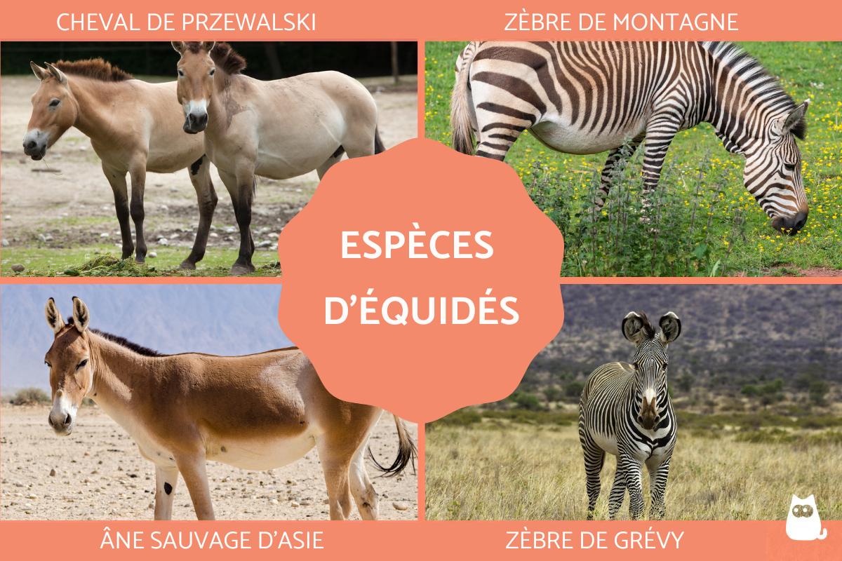 ÉQUIDÉS : DÉFINITION, EXEMPLES et CARACTÉRISTIQUES (Avec PHOTOS)