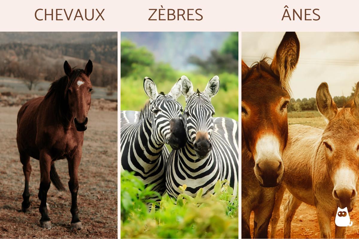ÉQUIDÉS : DÉFINITION, EXEMPLES et CARACTÉRISTIQUES (Avec PHOTOS)