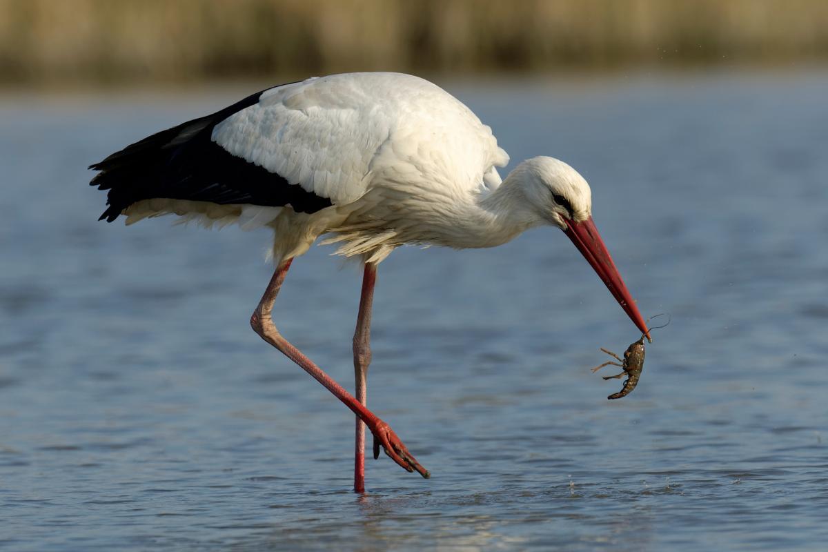 Que MANGE la CIGOGNE ? - Guide d'alimentation