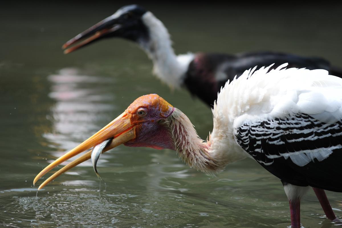 Que MANGE la CIGOGNE ? - Guide d'alimentation