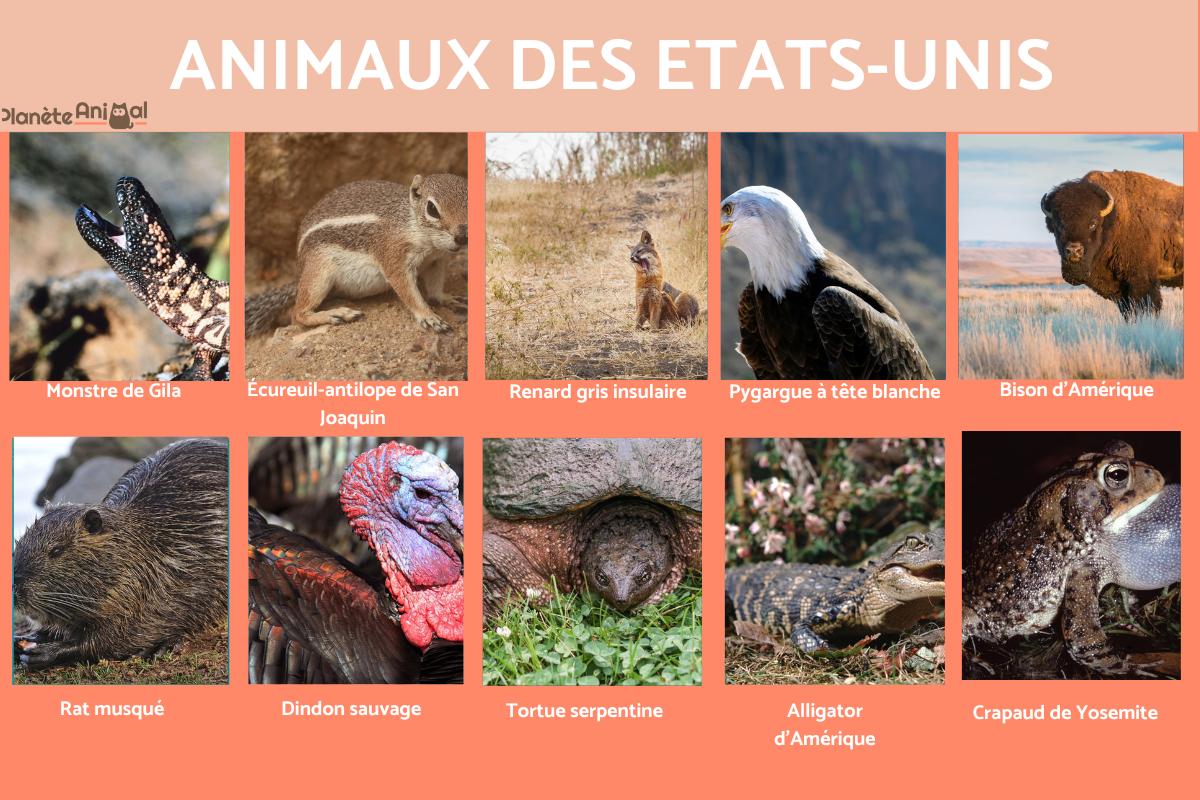 25 Animaux des Etats-Unis