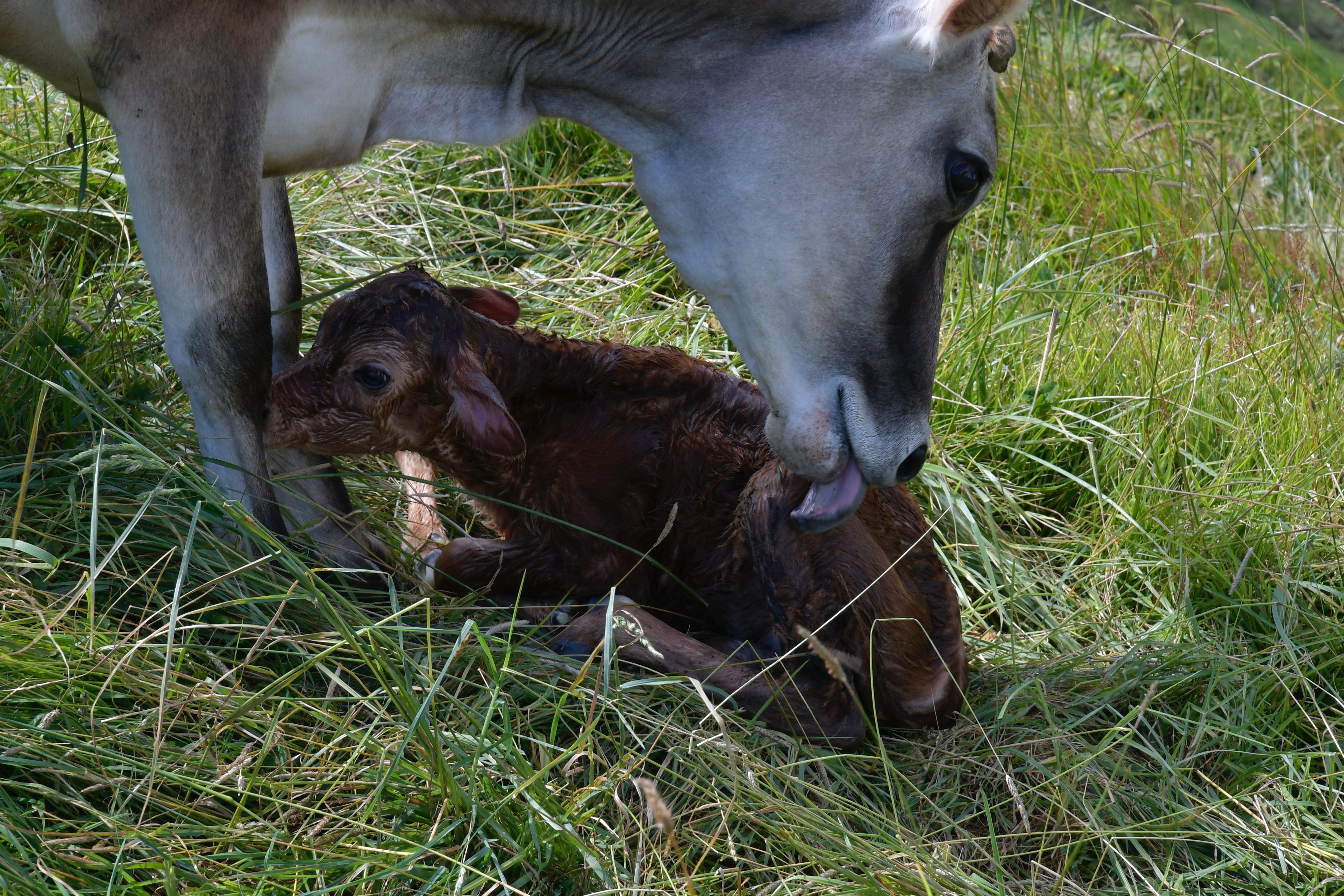 QUE MANGE une VACHE - ALIMENTATION et RATION JOURNALIÈRE