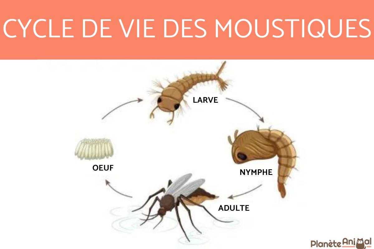 Durée de vie d'un moustique - Combien de temps vit un moustique ? Cycle ...