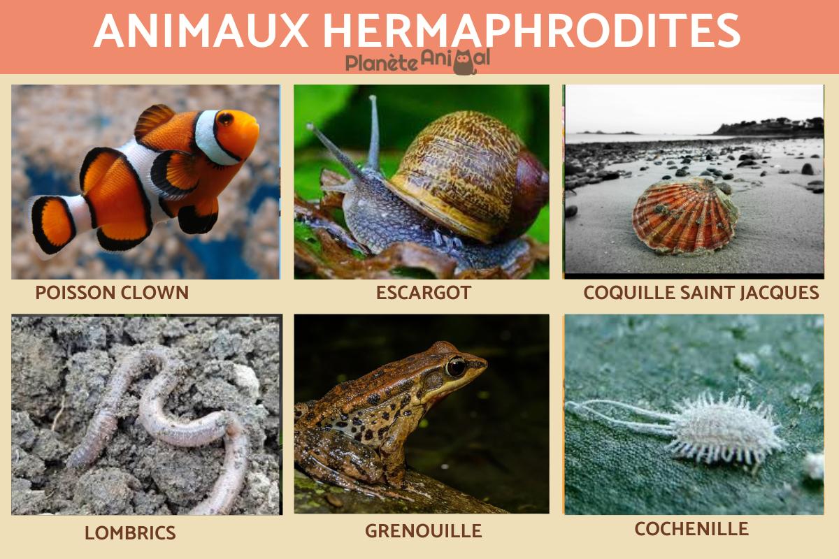 Quels Sont Les Animaux Hermaphrodites