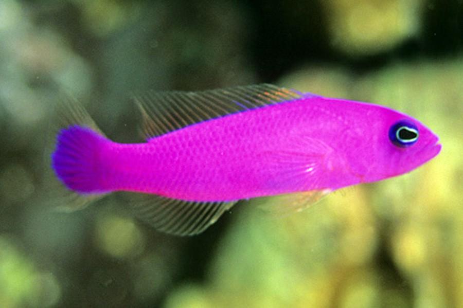 Poisson d'eau de mer - Caractéristiques et liste