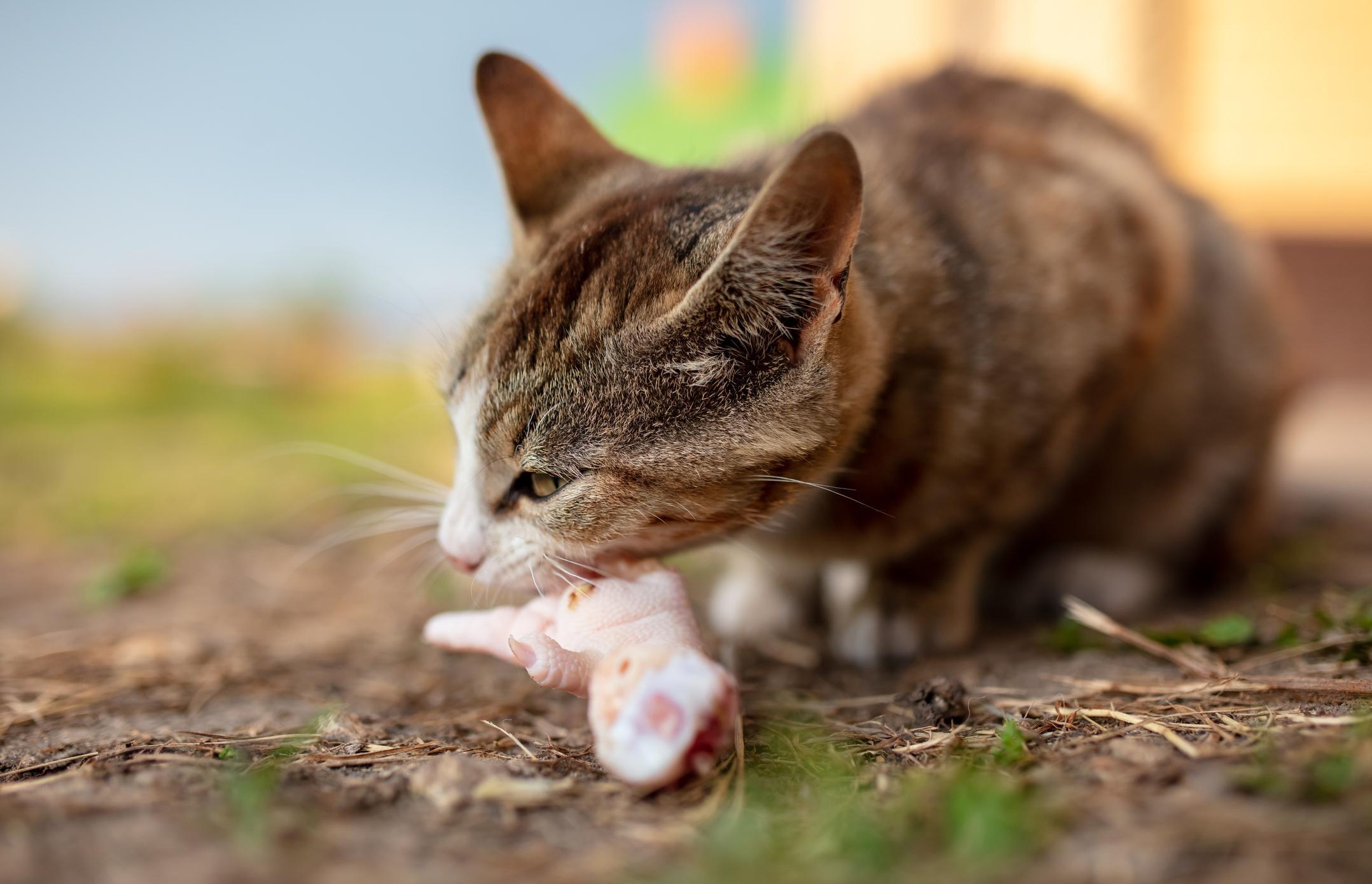 Le CHAT est CARNIVORE ou OMNIVORE