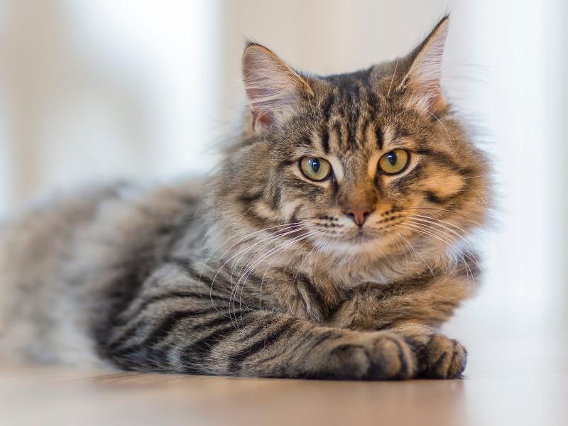 Chat mâle ou femelle - Lequel choisir