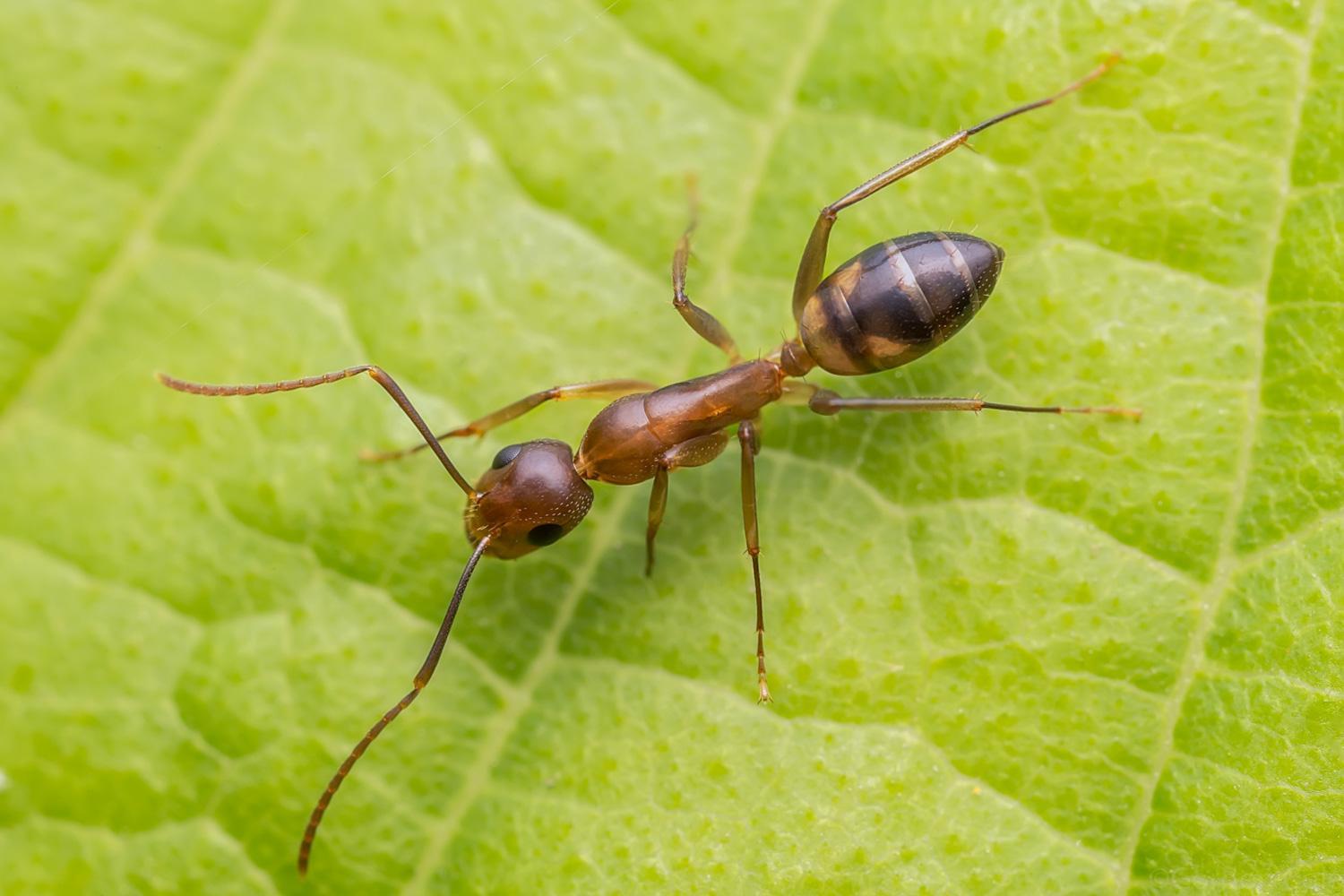 Types de fourmis - 10 Races, Caractéristiques et PHOTOS