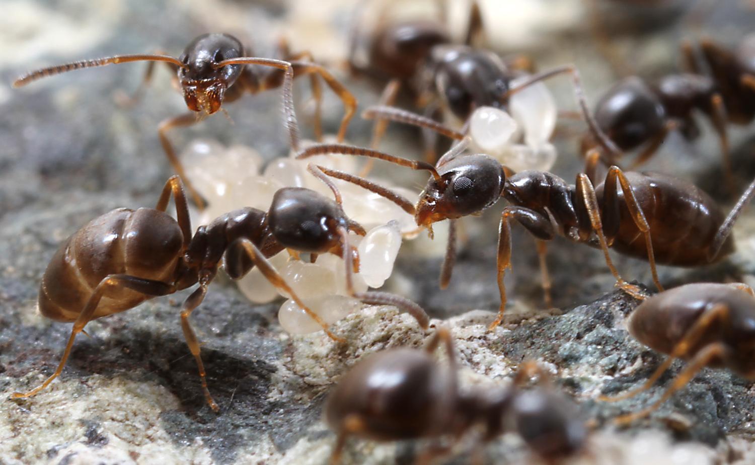 Types de fourmis - 10 Races, Caractéristiques et PHOTOS