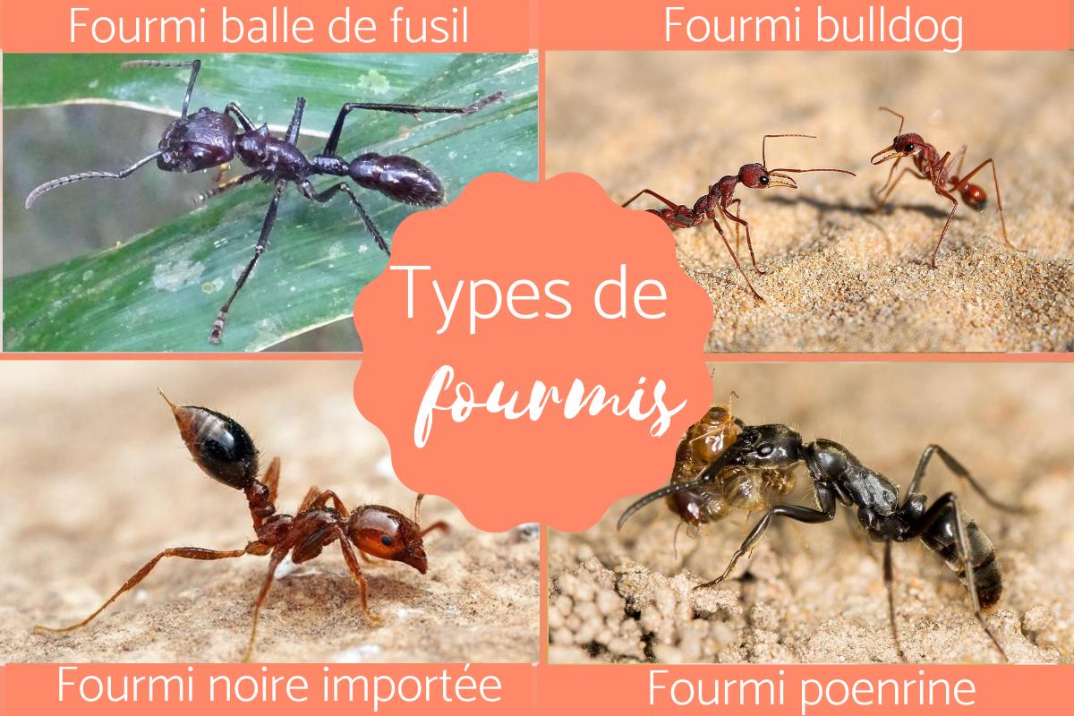 Types de fourmis - 10 Races, Caractéristiques et PHOTOS