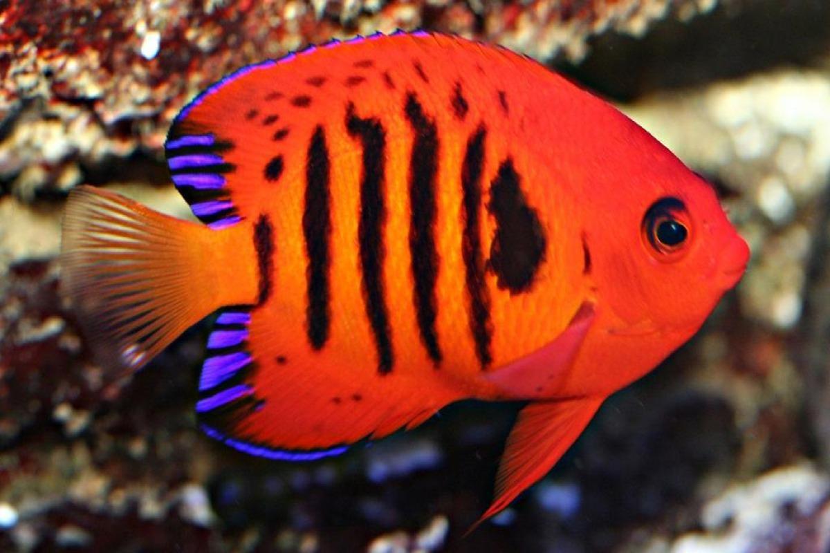 LES PLUS BEAUX POISSONS DU MONDE - TOP 8 avec photos