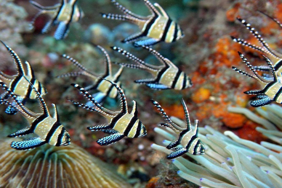 LES PLUS BEAUX POISSONS DU MONDE - TOP 8 avec photos