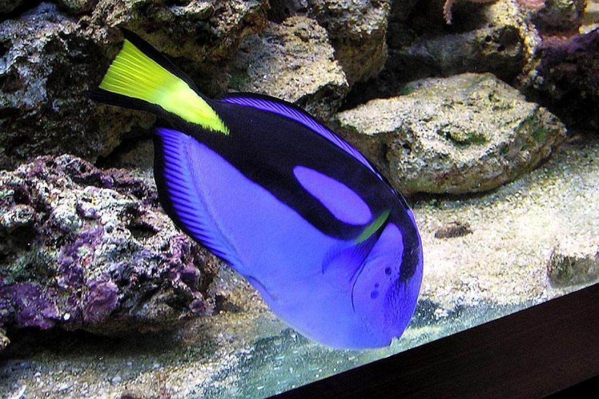LES PLUS BEAUX POISSONS DU MONDE - TOP 8 avec photos