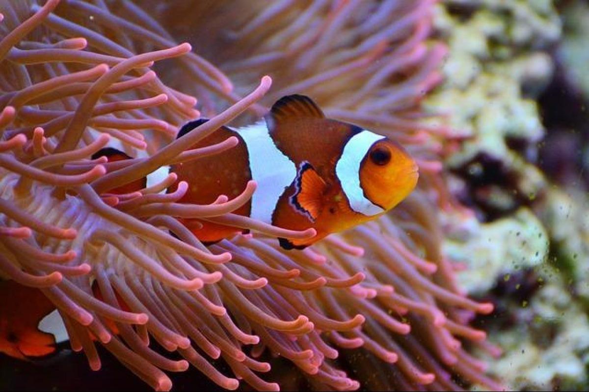 LES PLUS BEAUX POISSONS DU MONDE - TOP 8 avec photos