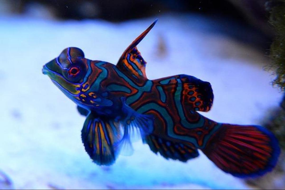 LES PLUS BEAUX POISSONS DU MONDE - TOP 8 avec photos