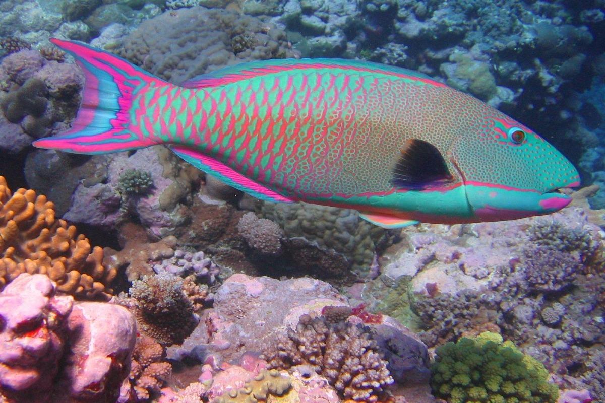 LES PLUS BEAUX POISSONS DU MONDE - TOP 8 avec photos