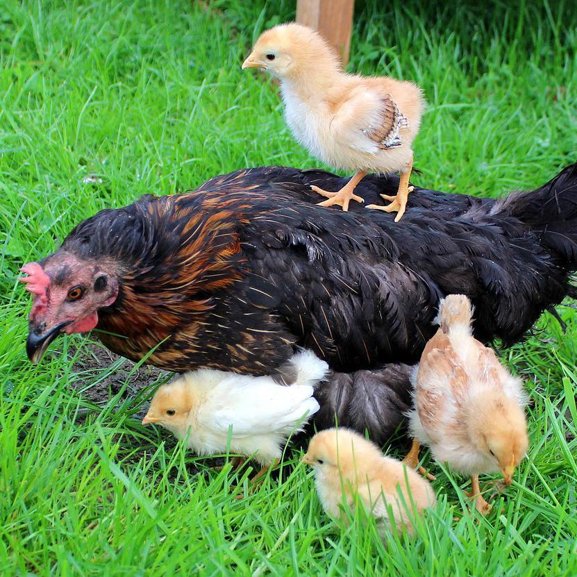 Comment se reproduisent les poules ? - Tout ce que vous devez savoir