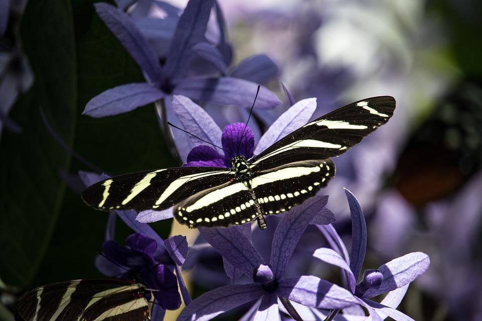 Que mange un papillon ? - Tout savoir sur l'alimentation du papillon