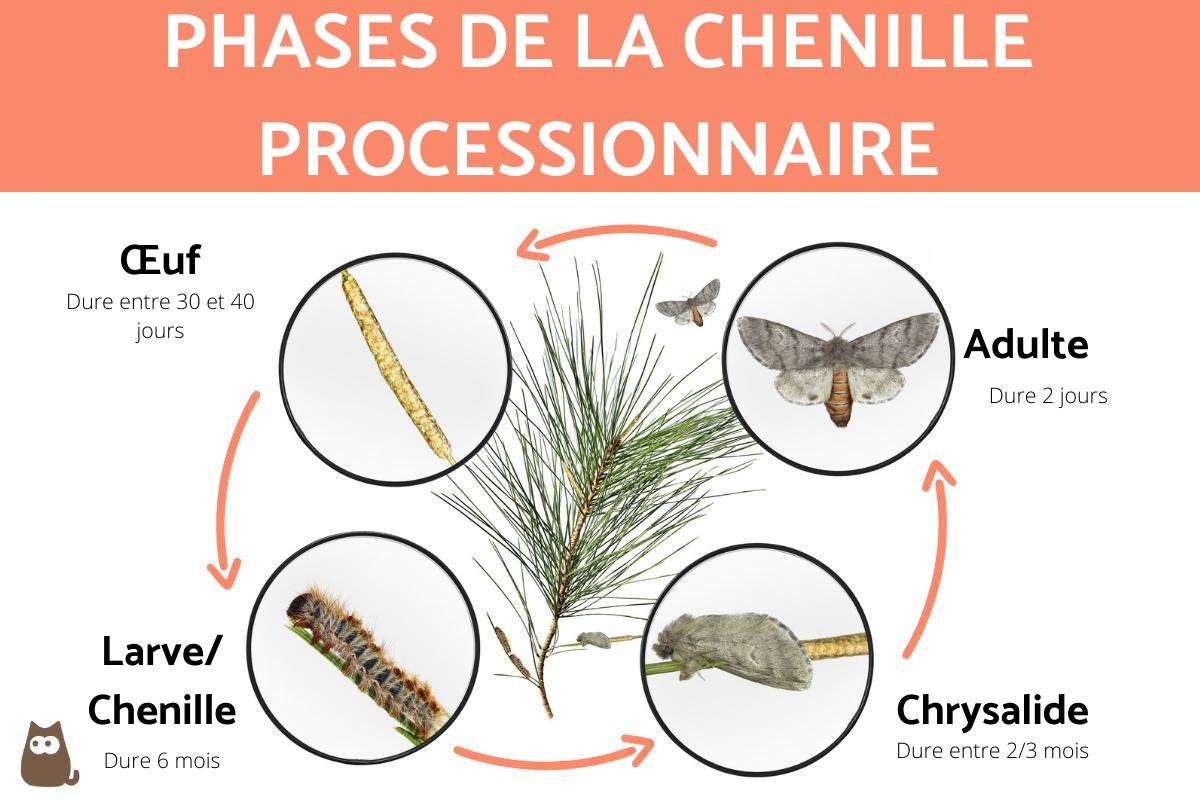 CYCLE de la CHENILLE PROCESSIONNAIRE - Époque, Phases et Nid