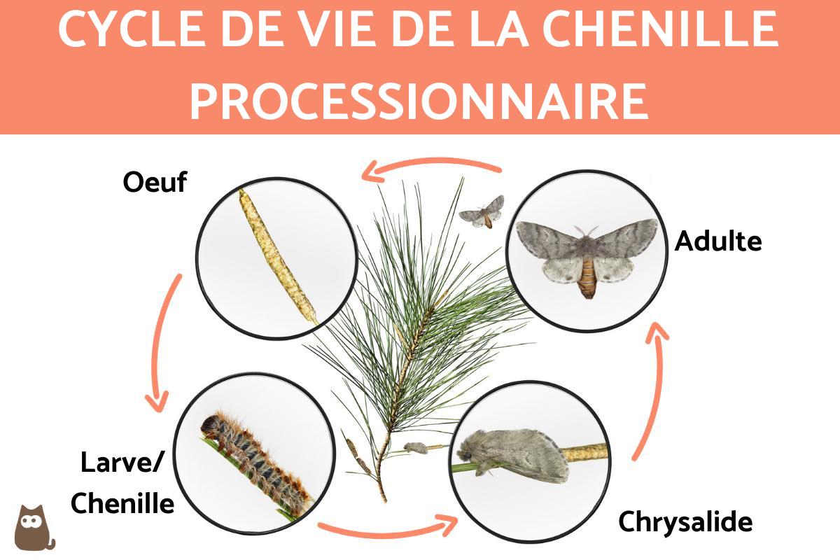 CYCLE de la CHENILLE PROCESSIONNAIRE - Époque, Phases et Nid