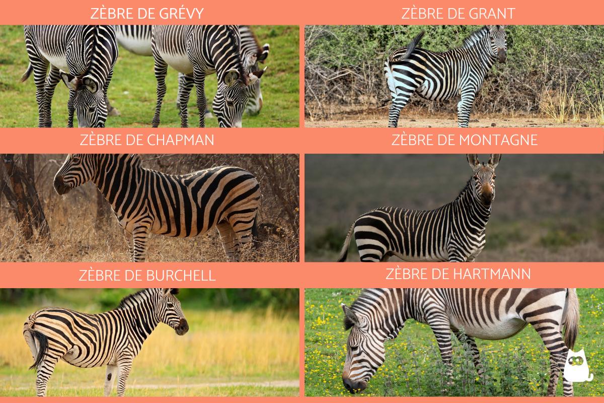 3 ESPÈCES DE ZÈBRES et leurs CARACTÉRISTIQUES - ESPÈCES et SOUS-ESPÈCES ...