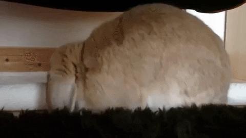 10 bruits du lapin et leur signification - Découvrez-les