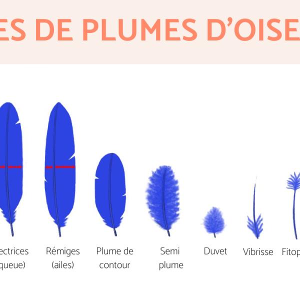 Différentes Plumes D'oiseaux Plumes Naturelles 🪶 Plumes D'oiseaux