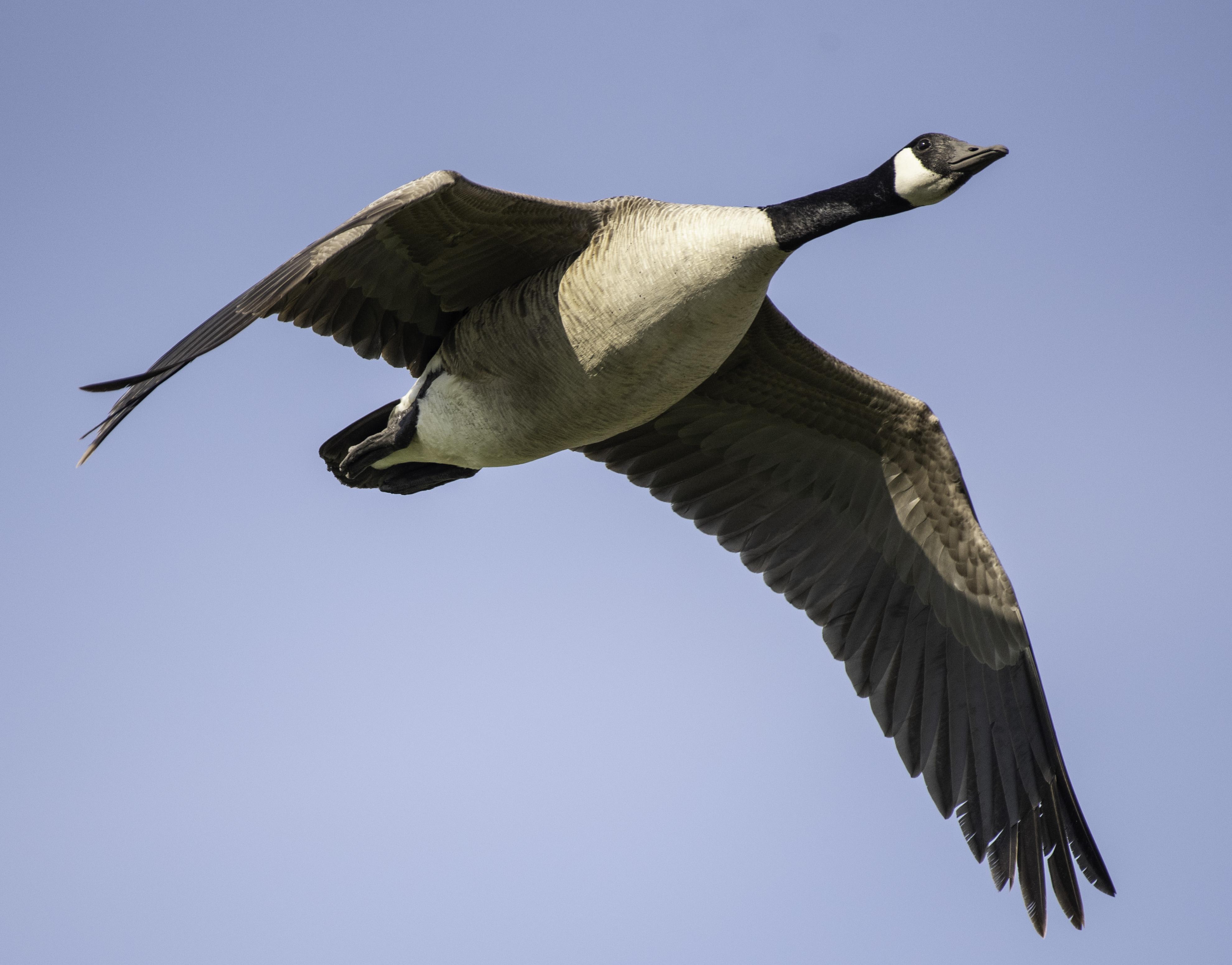 Plumes d'oiseaux - Types et caractéristiques