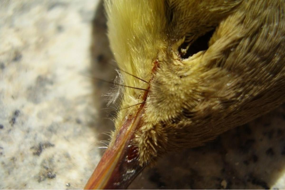 Plumes d'oiseaux - Types et caractéristiques