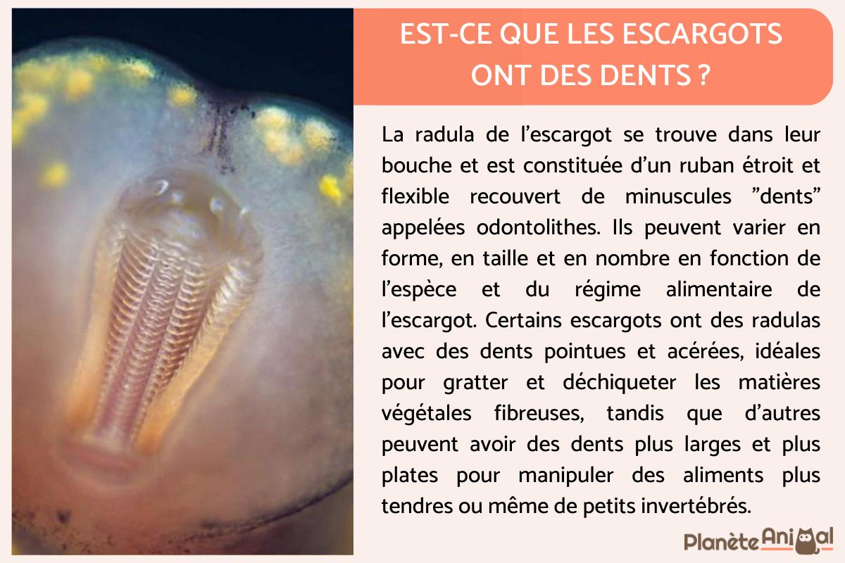 Combien de dents a un escargot ? - Avec photo des dents d'un escargot