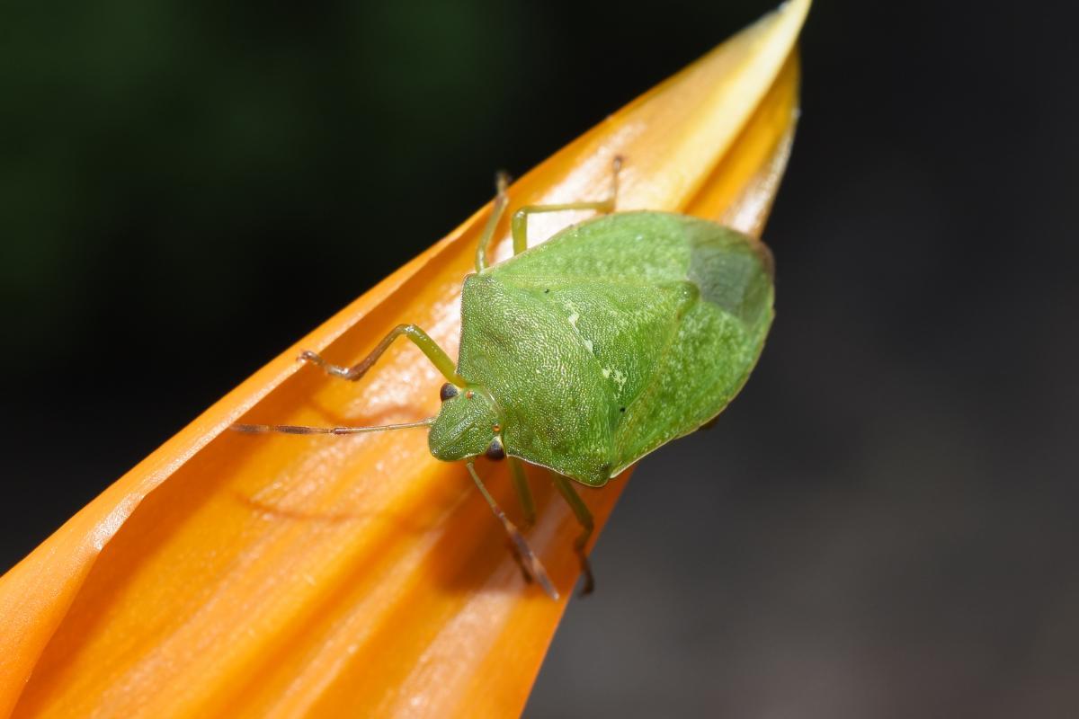 10 Types de punaises -Noms avec PHOTOS