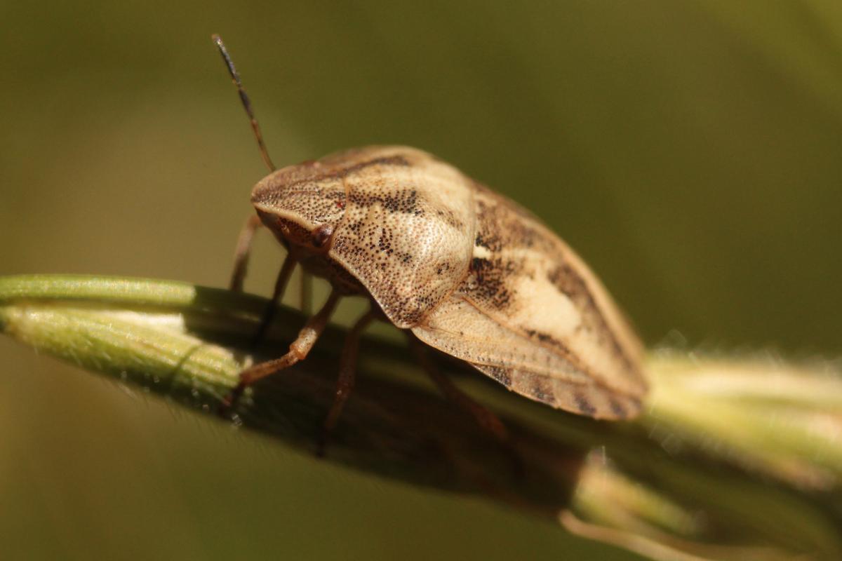 10 Types de punaises -Noms avec PHOTOS