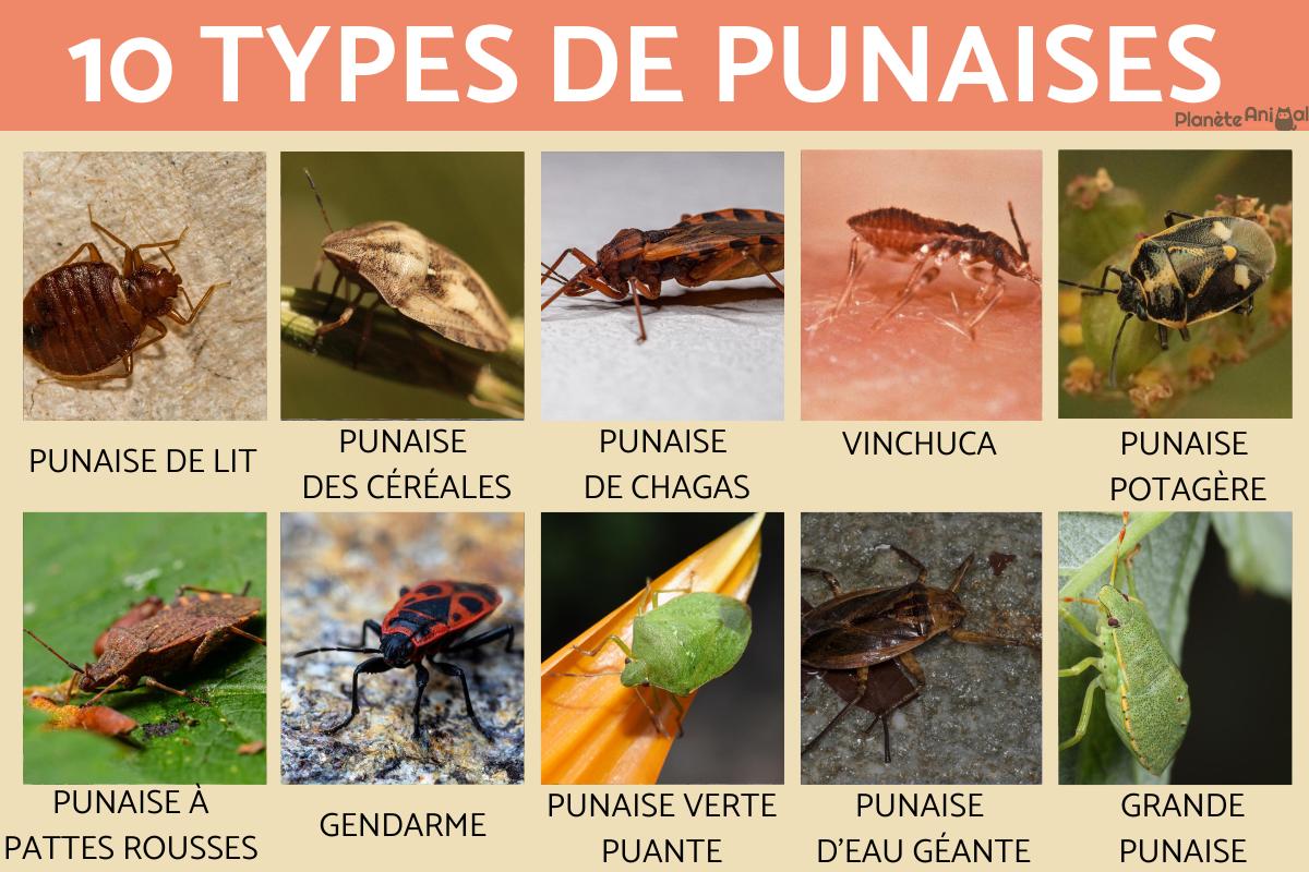 10 Types de punaises -Noms avec PHOTOS