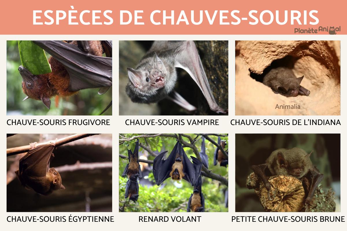 CHAUVES-SOURIS : ESPÈCES et CARACTÉRISTIQUES