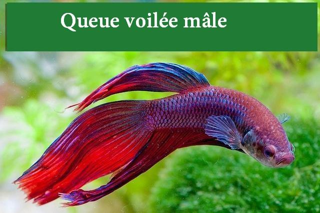 Les différents types de poissons Combattants ( avec photos)