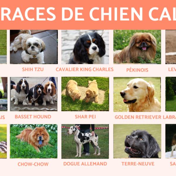 Bonnes Races De Chiens De Famille Top 10 Des Races De Chien Les Plus