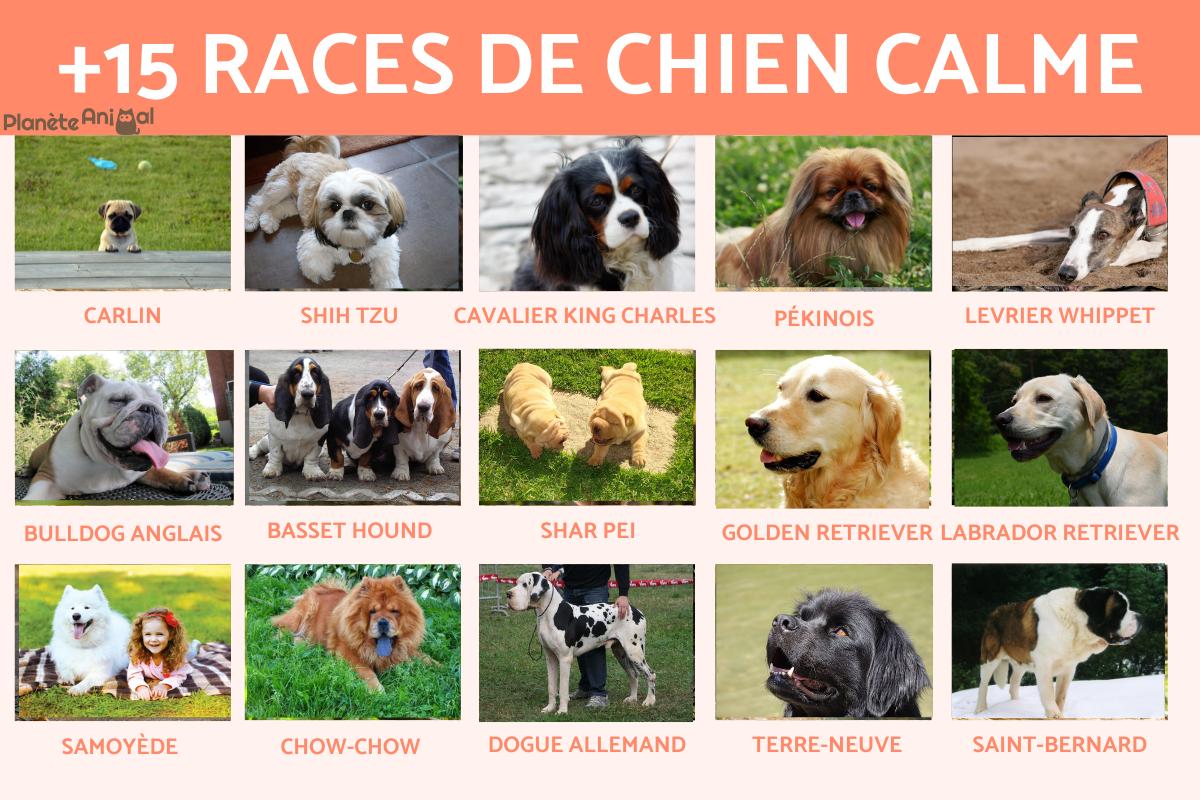 TOP 19 des Races de CHIENS les plus CALMES - Petits, Moyens, Grands