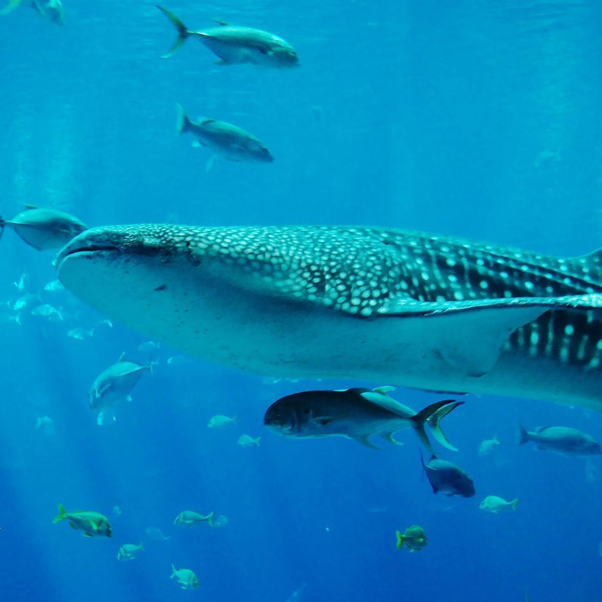 Alimentation du requin-baleine