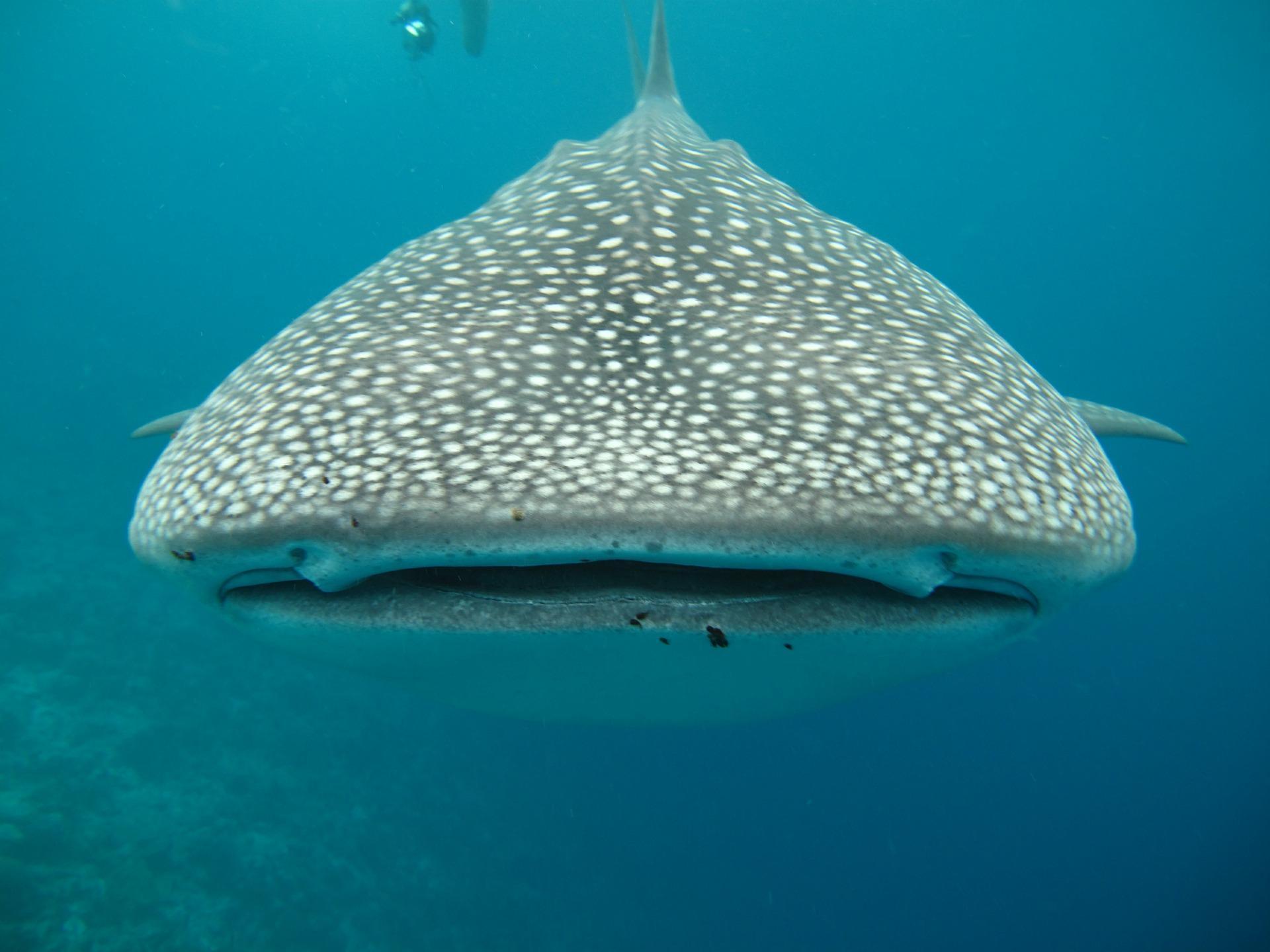 Alimentation du requin-baleine