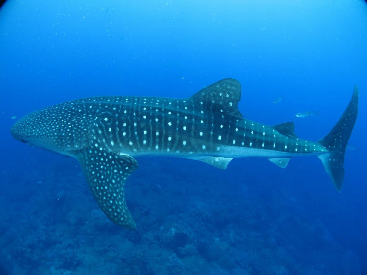 Alimentation du requin-baleine