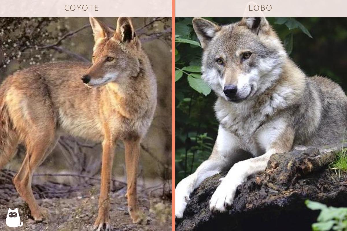Différences entre coyote et loup
