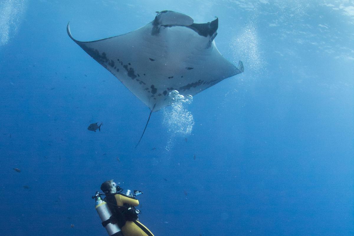 Les raies manta sont-elles dangereuses ? - NON