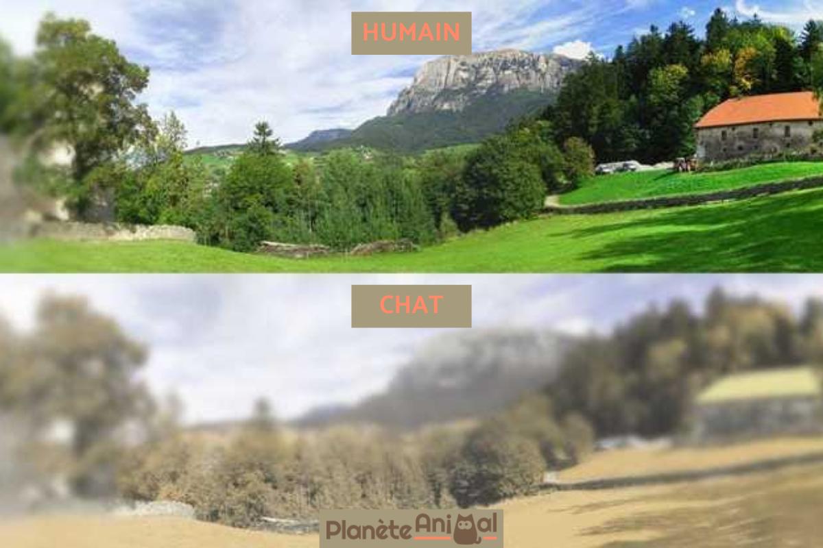 Les CHATS voient-ils les COULEURS ? - TOUT sur la VISION d'un CHAT