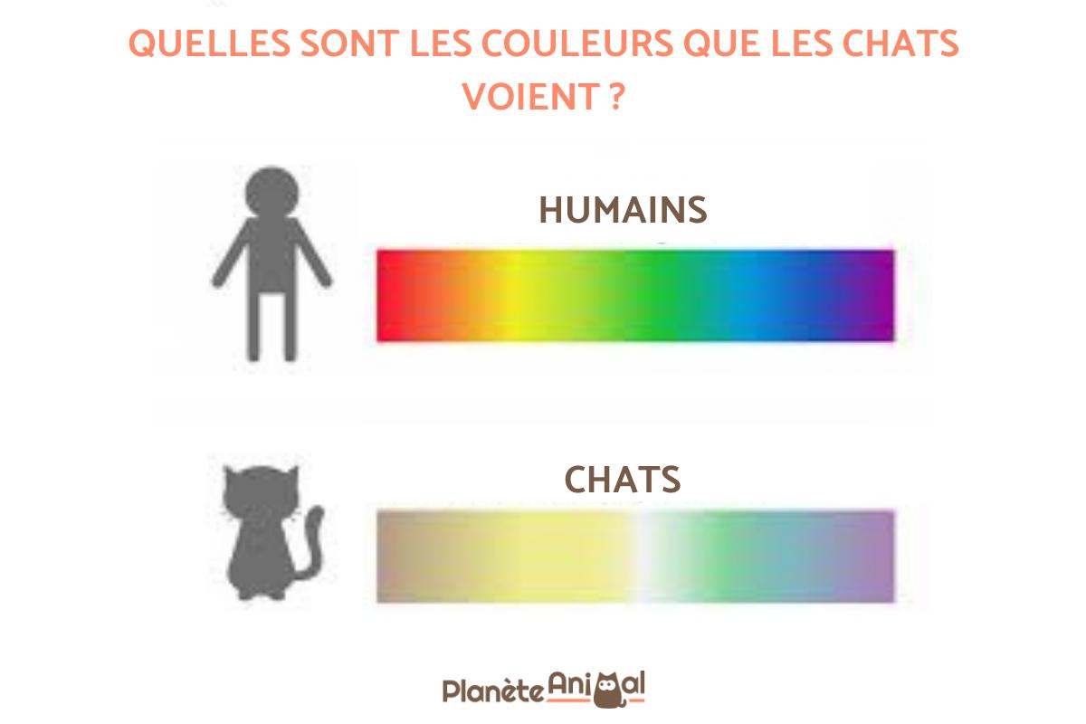 Les CHATS voient-ils les COULEURS ? - TOUT sur la VISION d'un CHAT