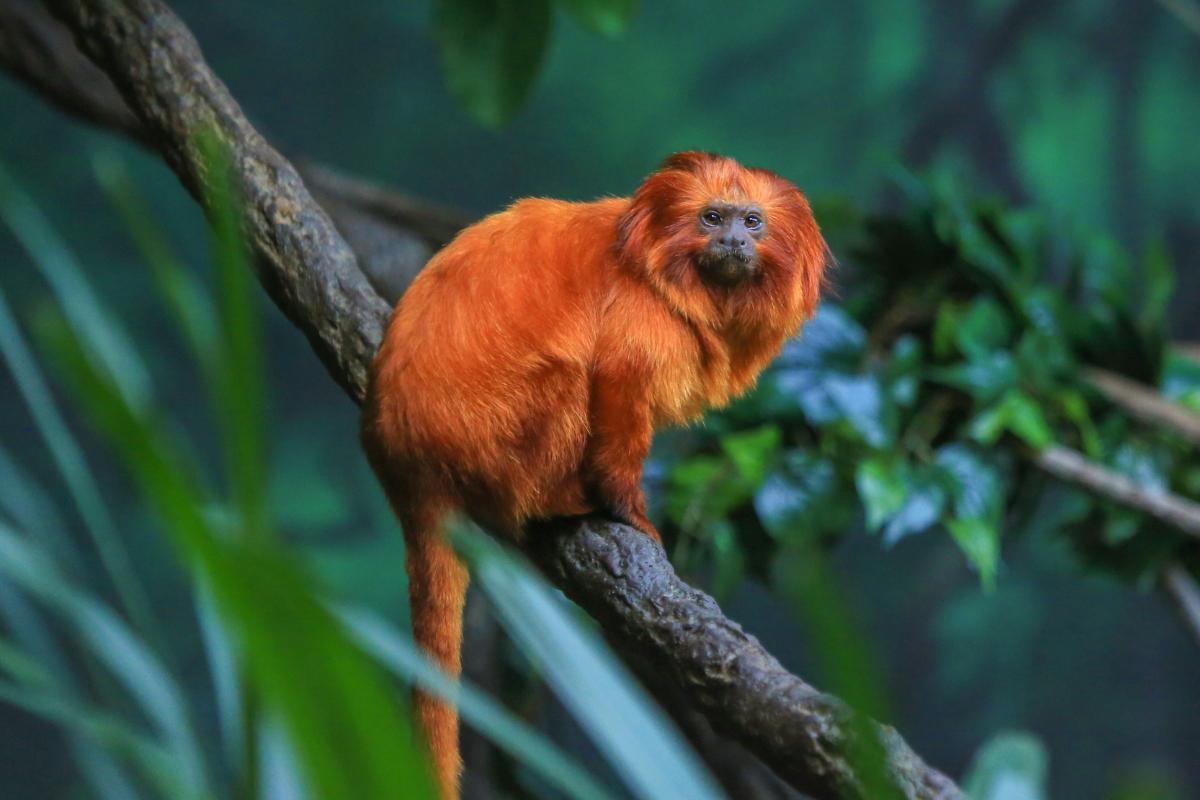 Singe tamarin : Caractéristiques, types, alimentation et où il vit