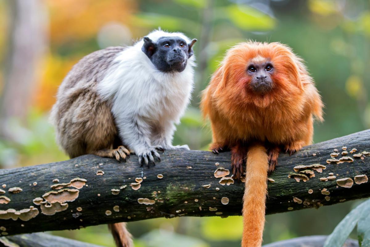Singe tamarin : Caractéristiques, types, alimentation et où il vit