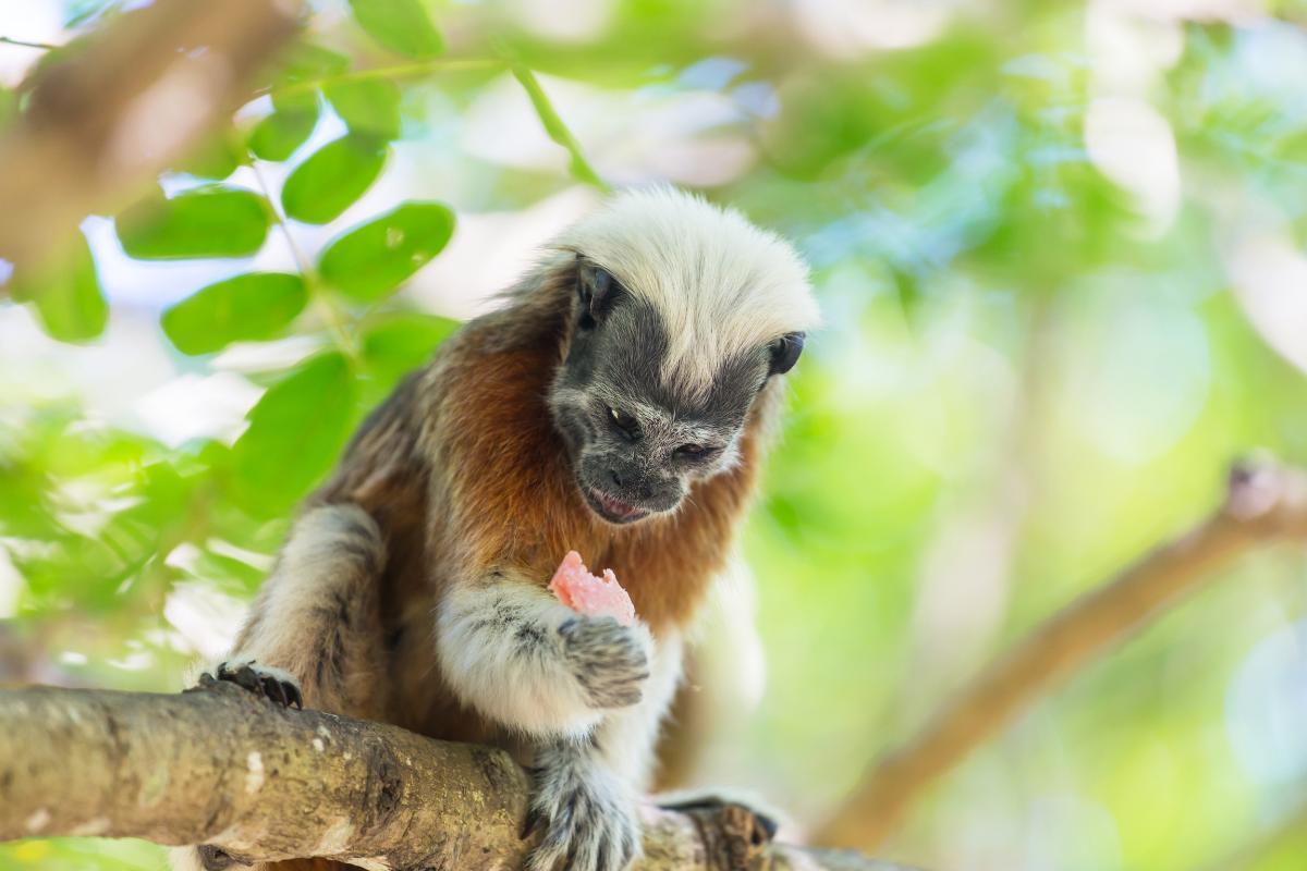 Singe tamarin : Caractéristiques, types, alimentation et où il vit